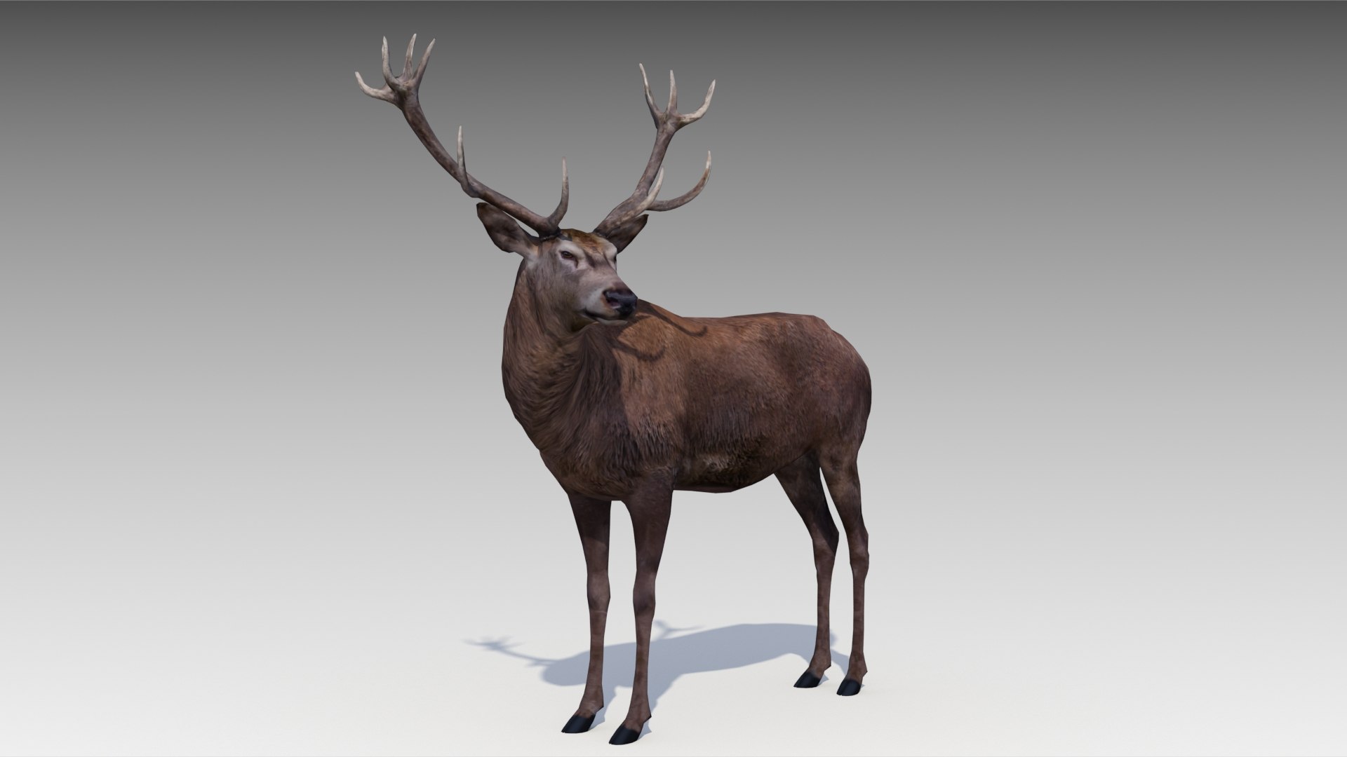 3D Model Red Deer - TurboSquid 1640963