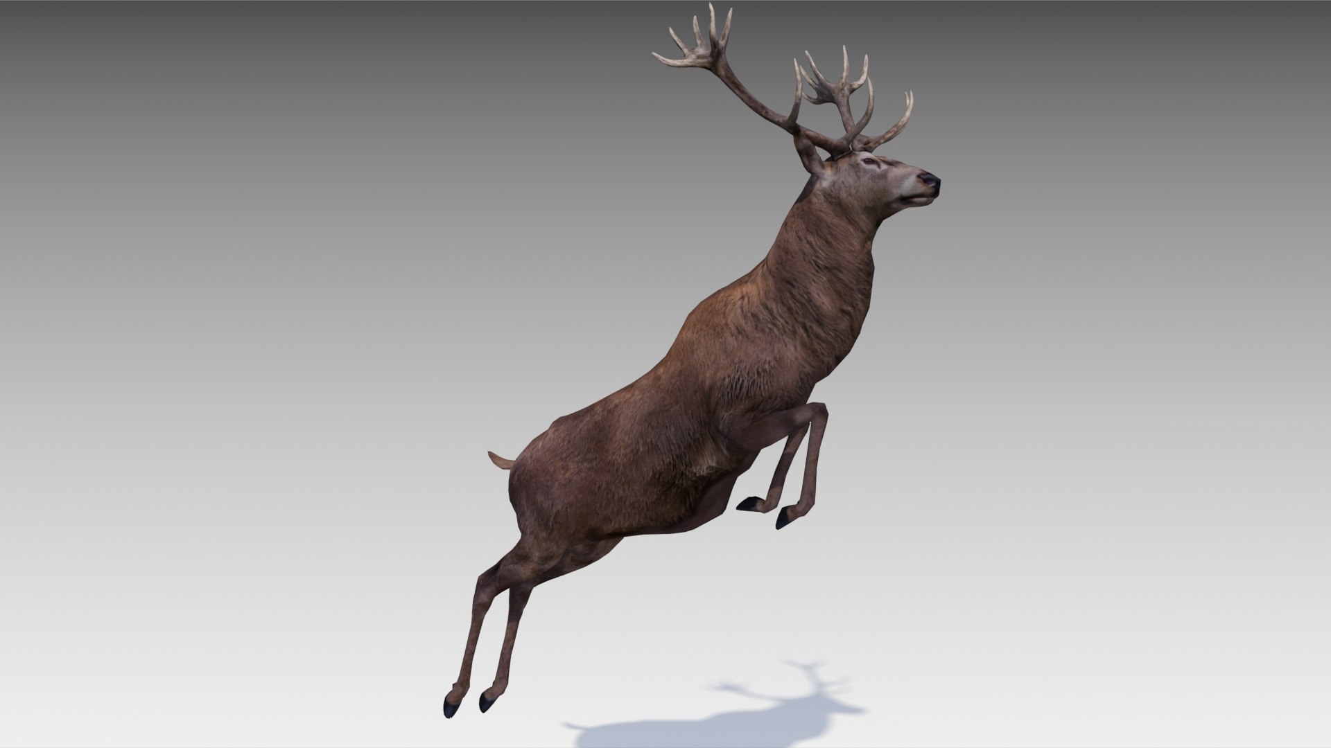 3D Model Red Deer - TurboSquid 1640963
