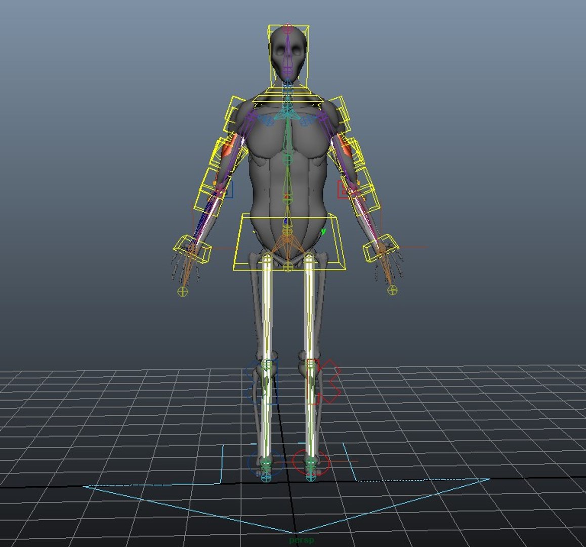 Anatomy Torso 3D Model - TurboSquid 1154389