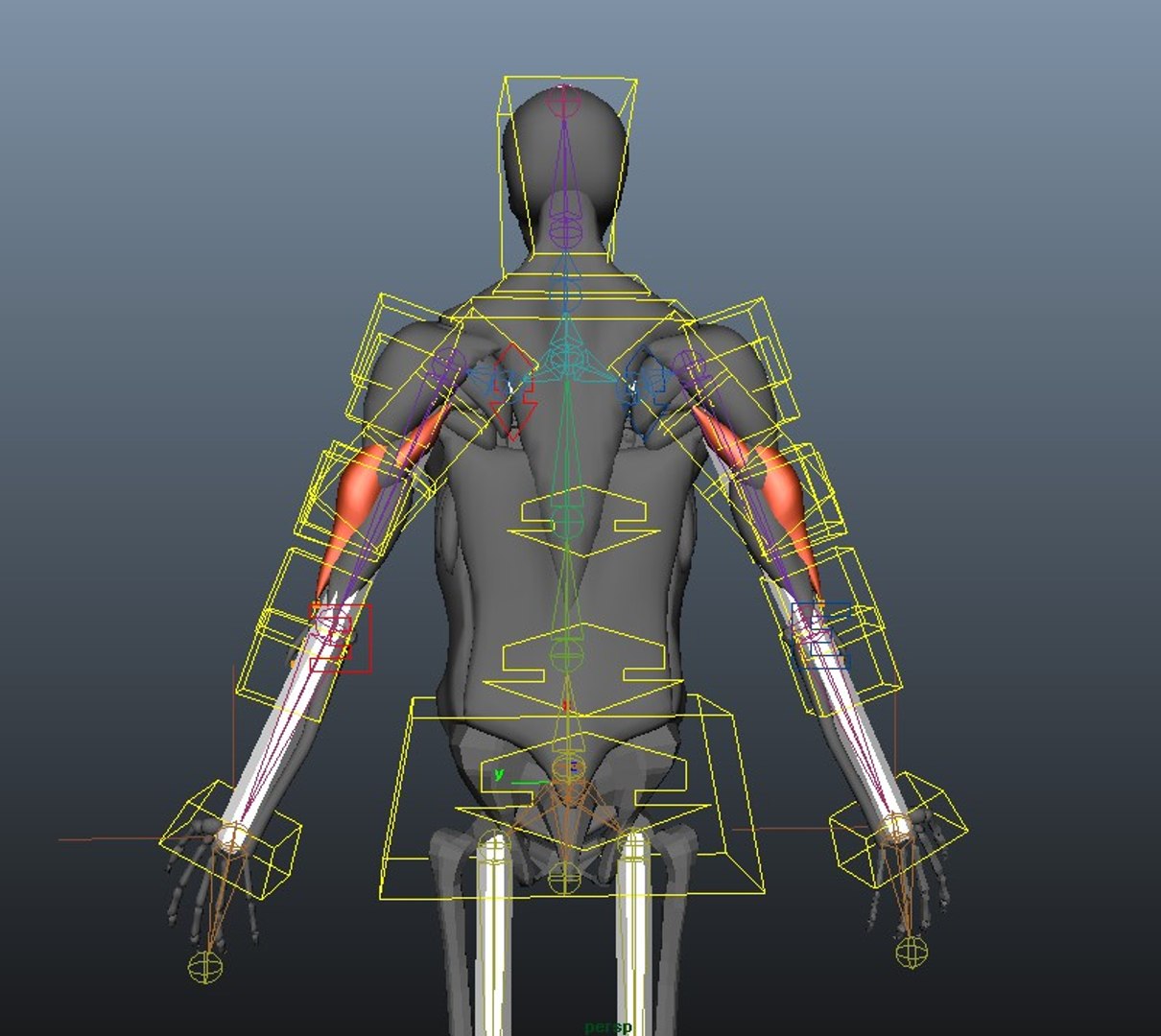 Anatomy Torso 3D Model - TurboSquid 1154389