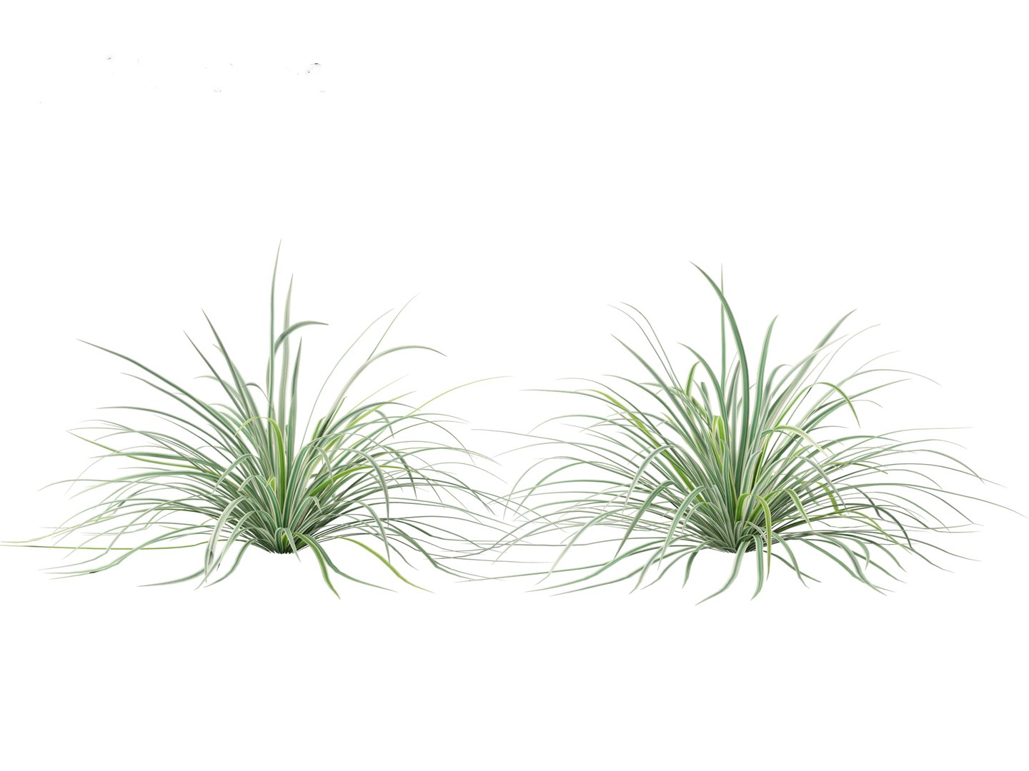 Carex Morrowii Ice Dance - Variegated Sedge Model - TurboSquid 2213048