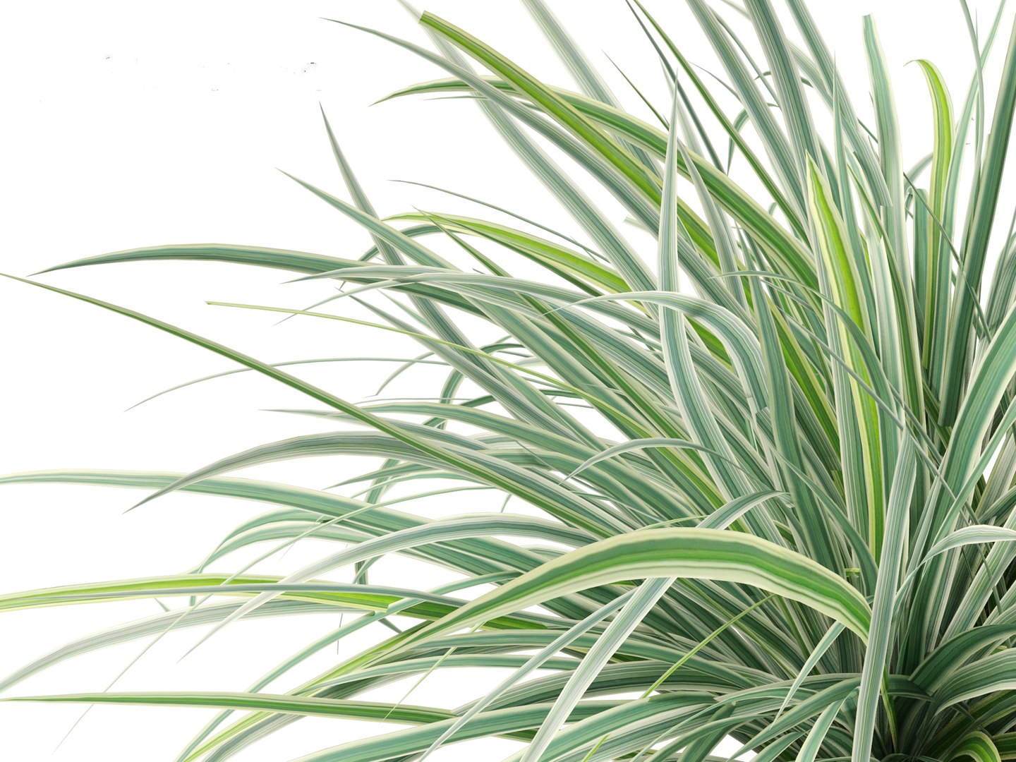 Carex Morrowii Ice Dance - Variegated Sedge Model - TurboSquid 2213048