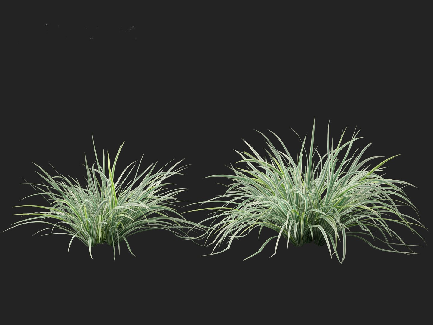 Carex Morrowii Ice Dance - Variegated Sedge Model - TurboSquid 2213048