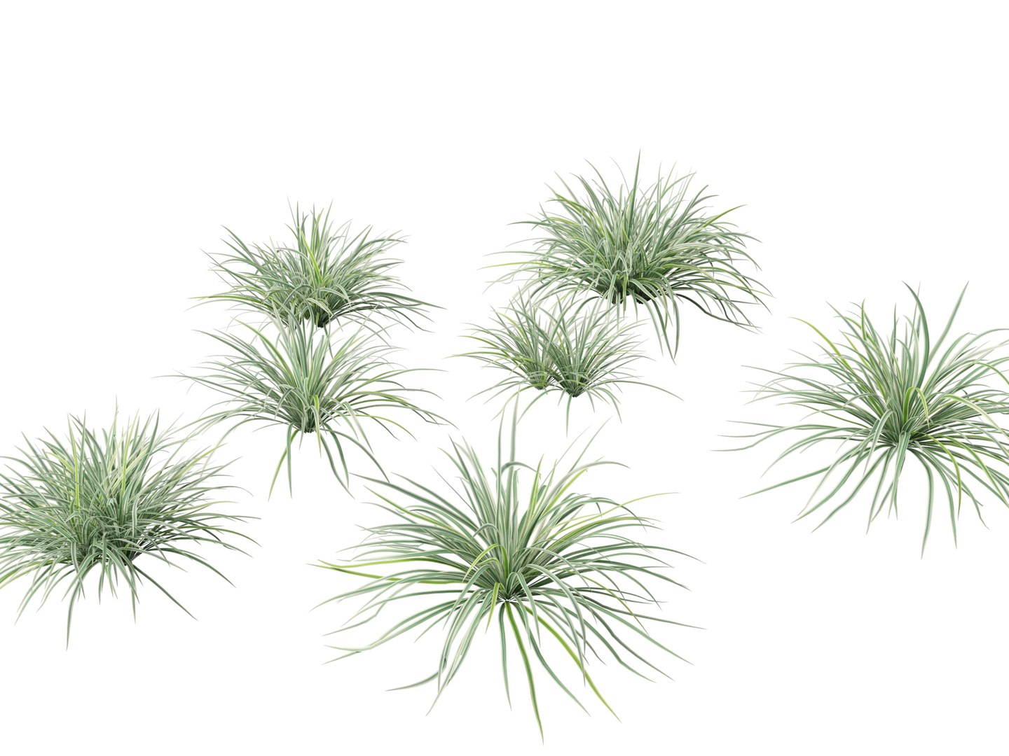 Carex Morrowii Ice Dance - Variegated Sedge Model - TurboSquid 2213048
