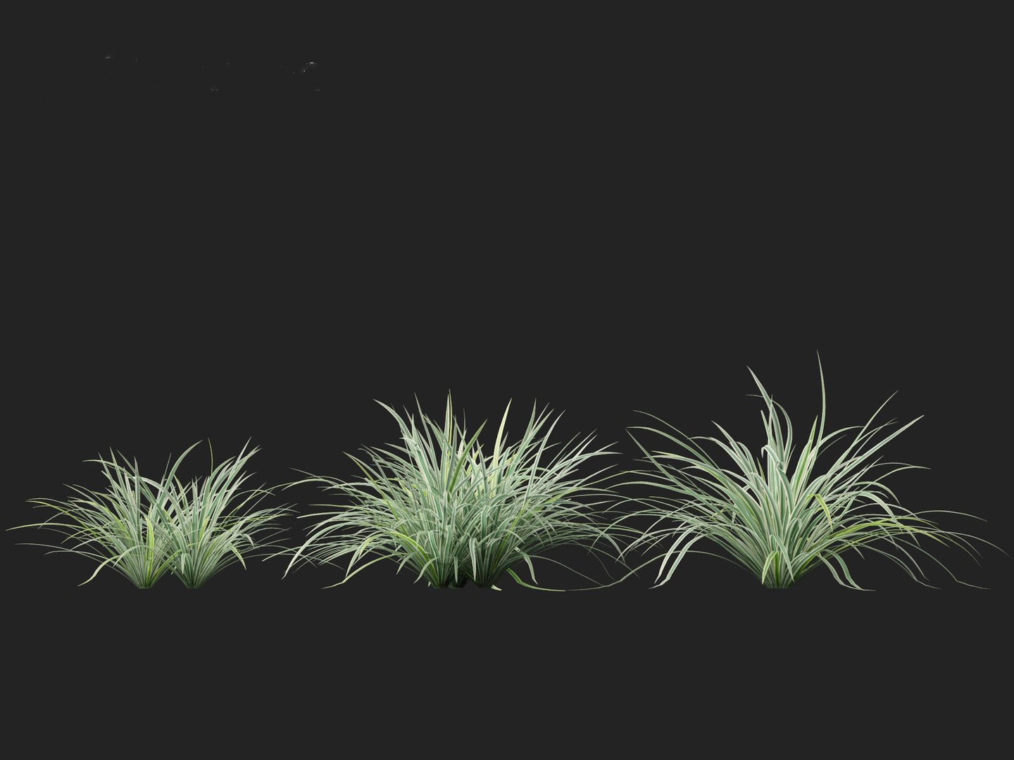 Carex Morrowii Ice Dance - Variegated Sedge Model - TurboSquid 2213048