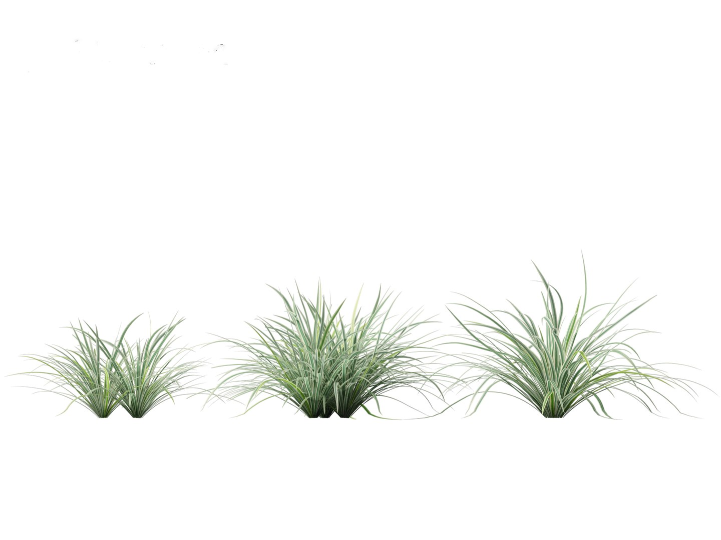 Carex Morrowii Ice Dance - Variegated Sedge Model - TurboSquid 2213048