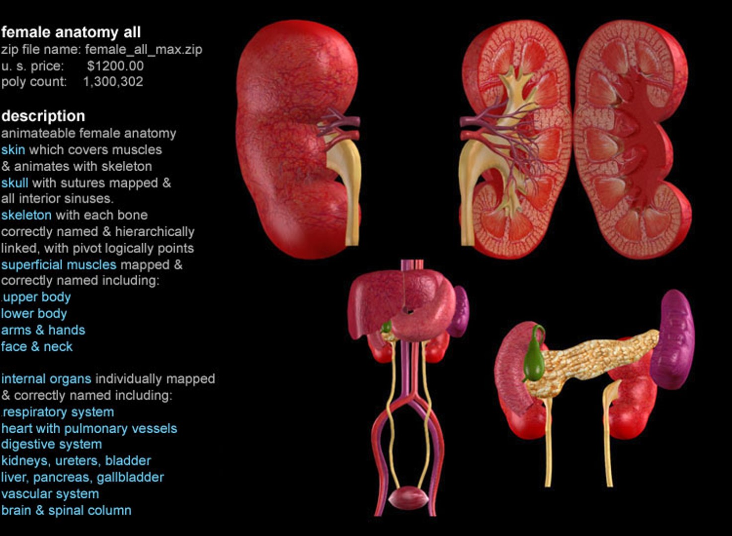 S Adult Kidney