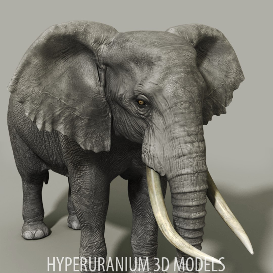 African Elephant 3d Model