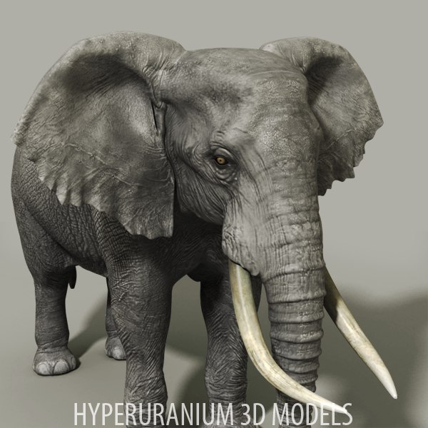 african elephant 3d model