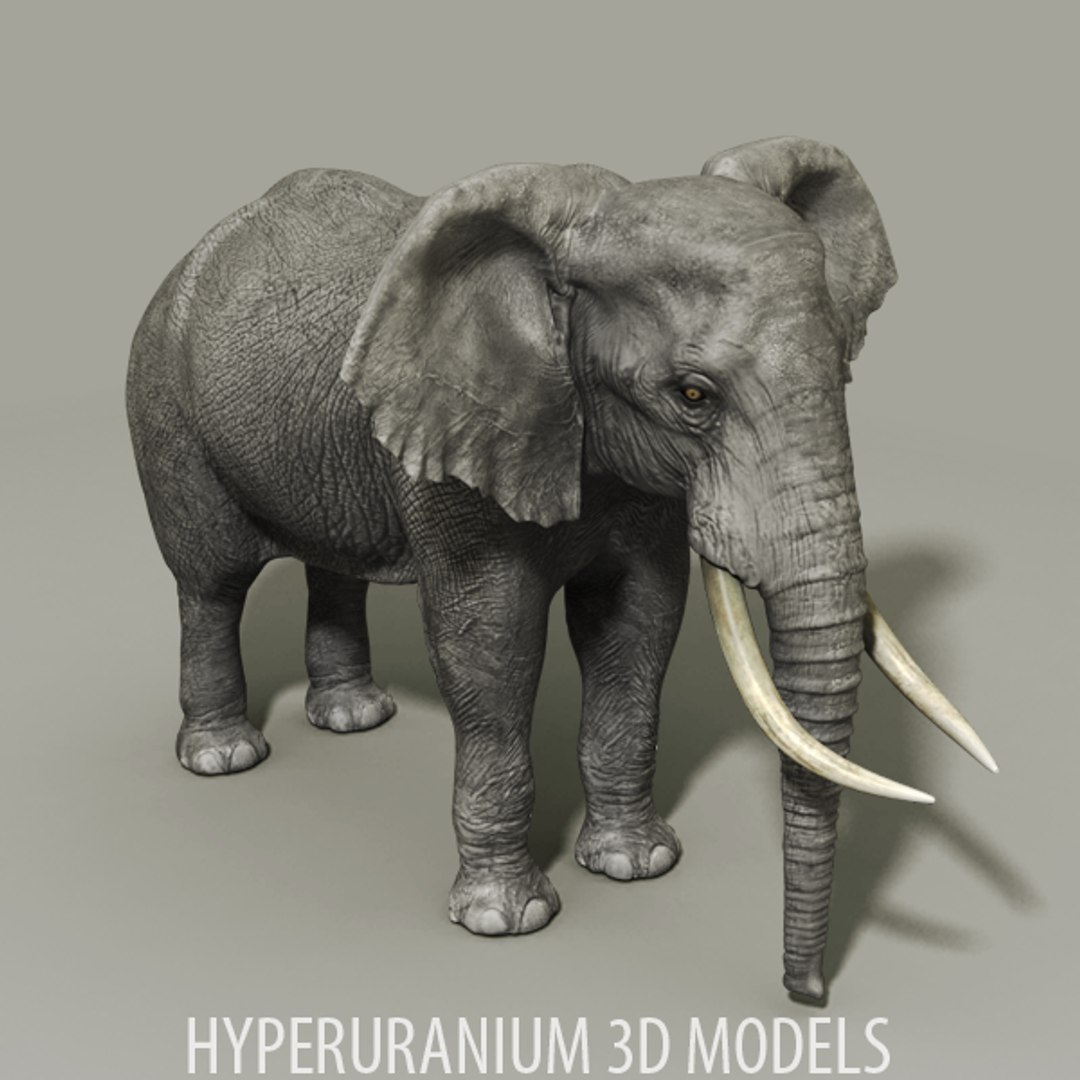 African Elephant 3d Model