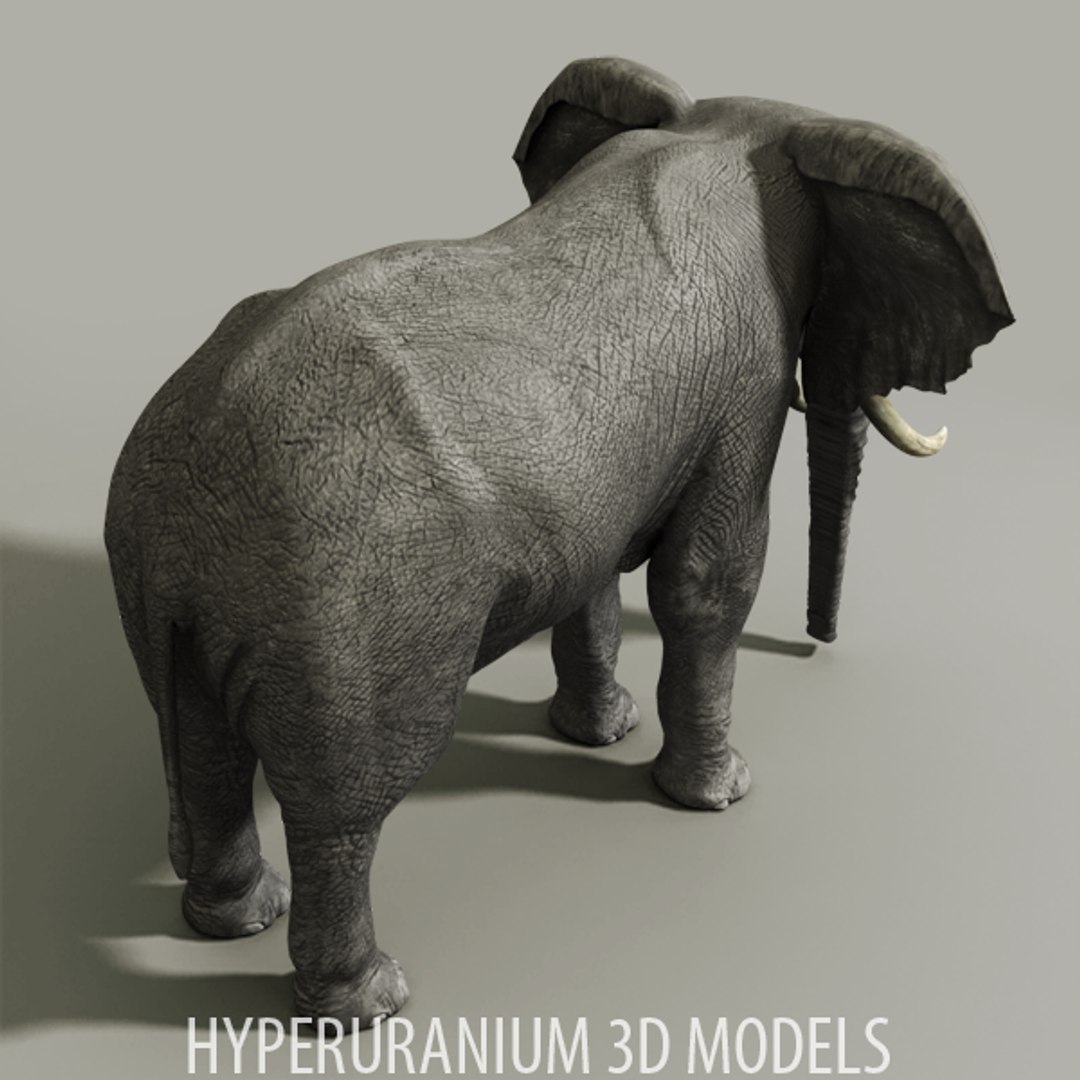 African Elephant 3d Model