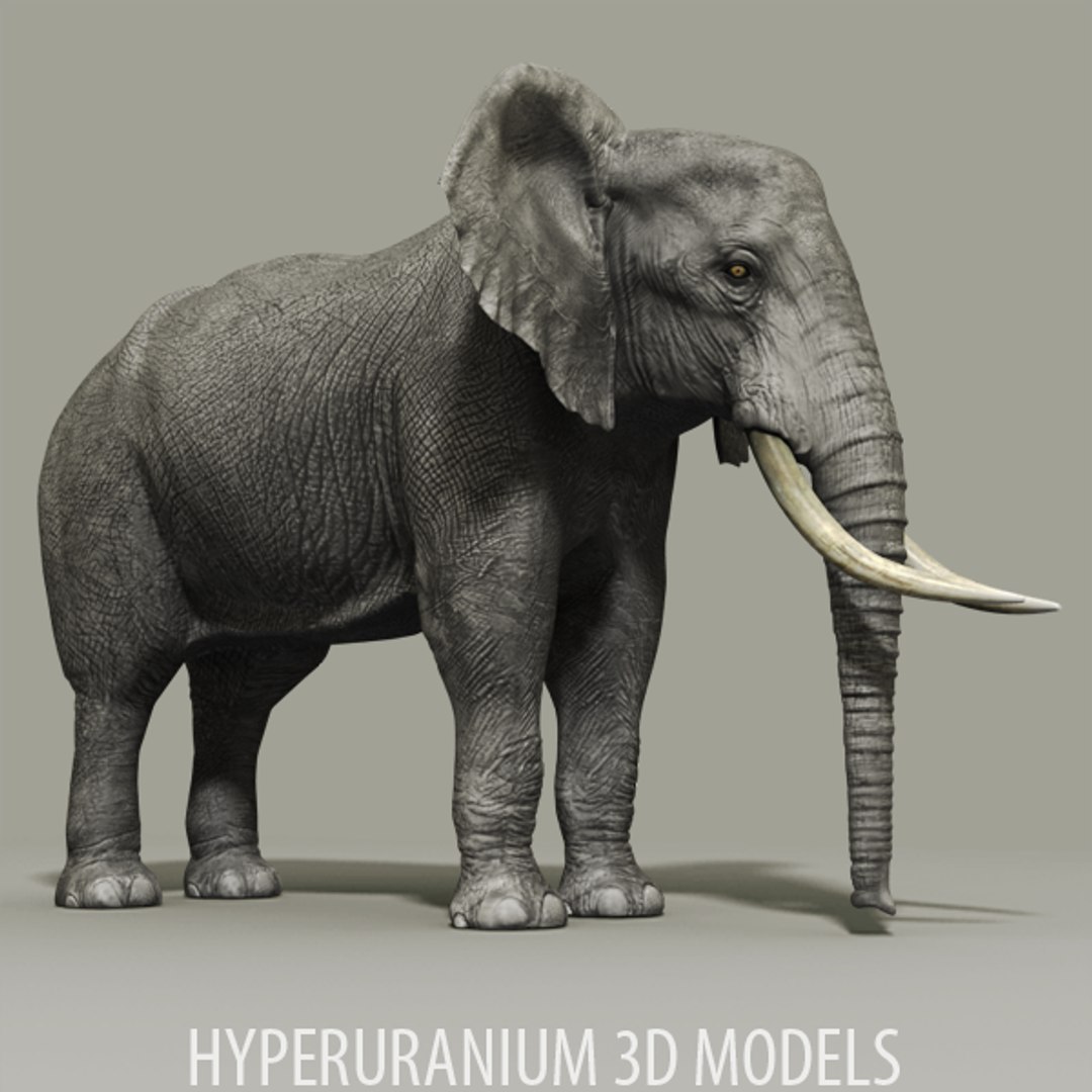 African Elephant 3d Model