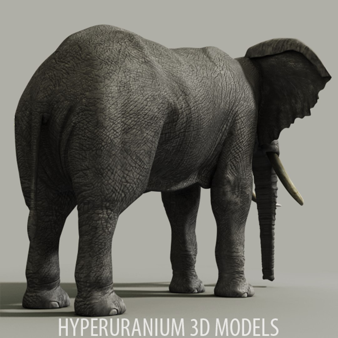 African Elephant 3d Model