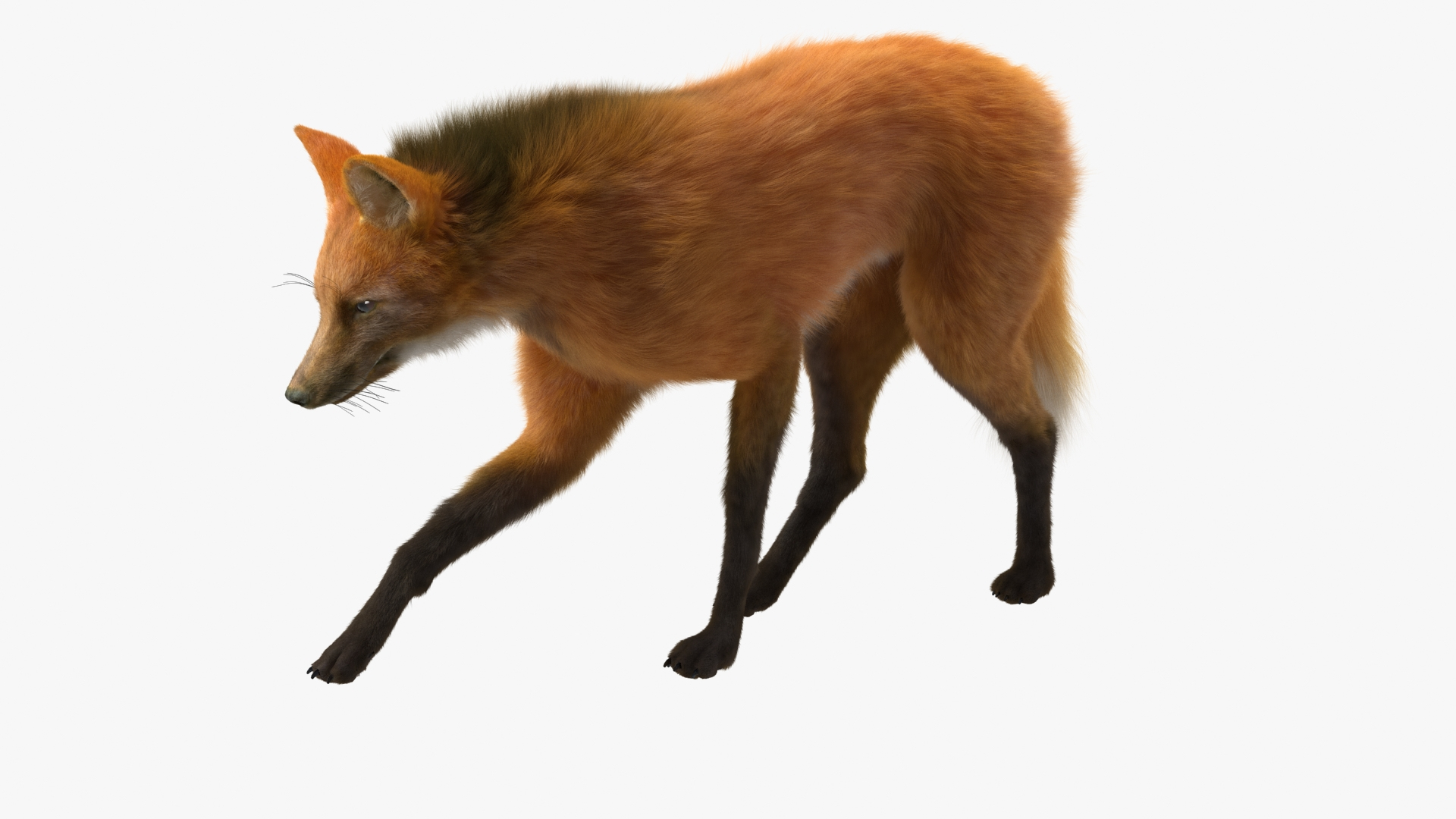 3D Maned Wolf Walking Pose Fur - TurboSquid 2202639