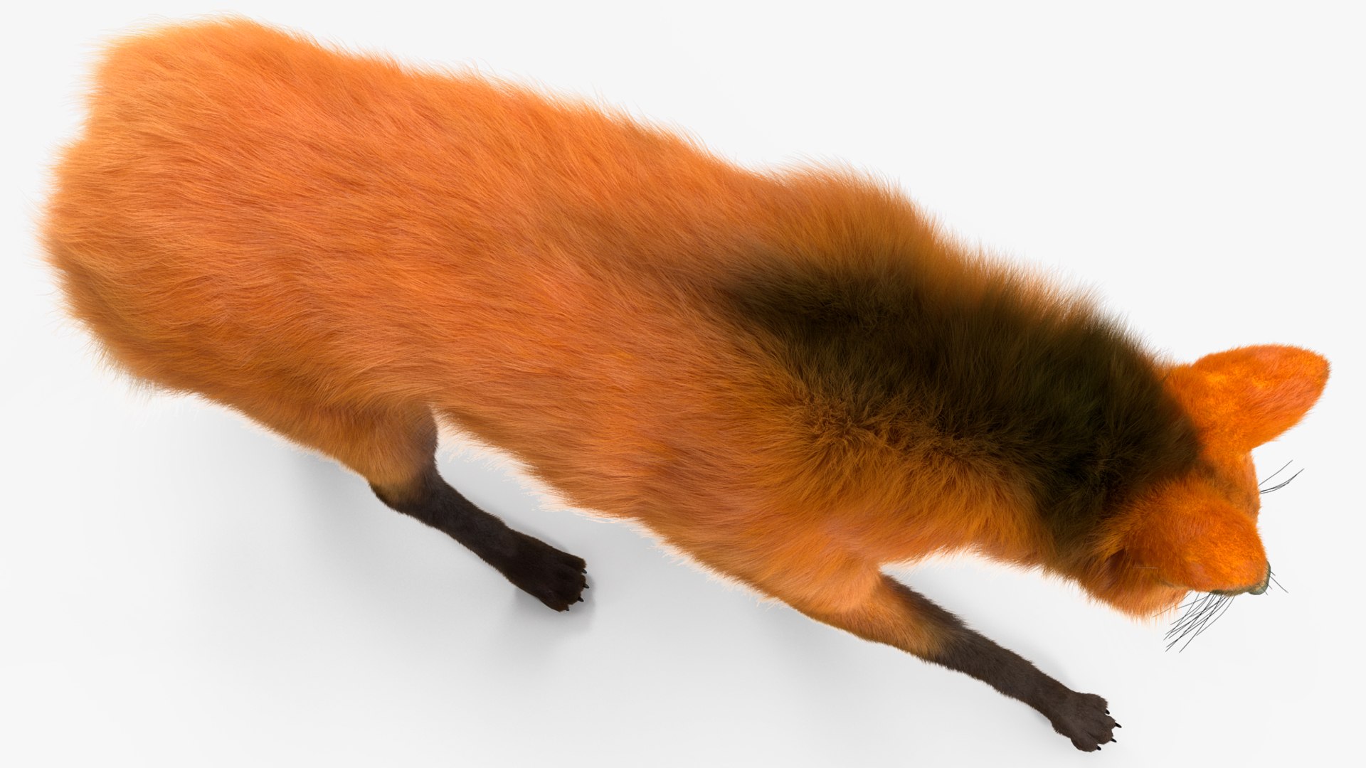 3D Maned Wolf Walking Pose Fur - TurboSquid 2202639