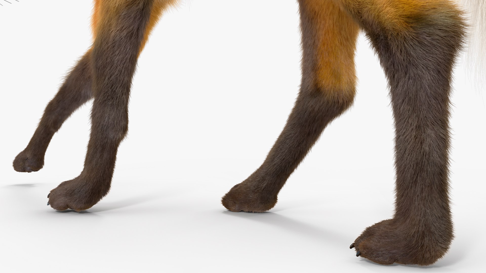 3D Maned Wolf Walking Pose Fur - TurboSquid 2202639