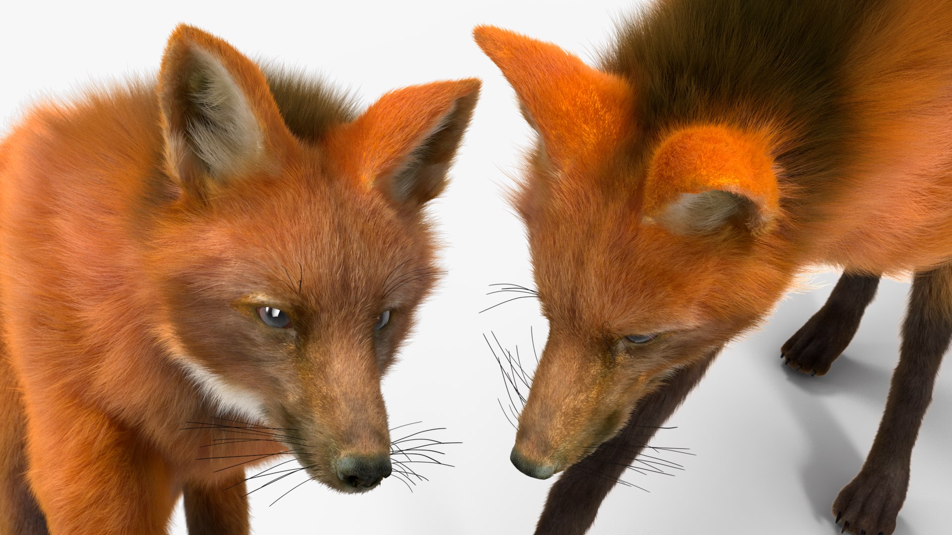 3D Maned Wolf Walking Pose Fur - TurboSquid 2202639