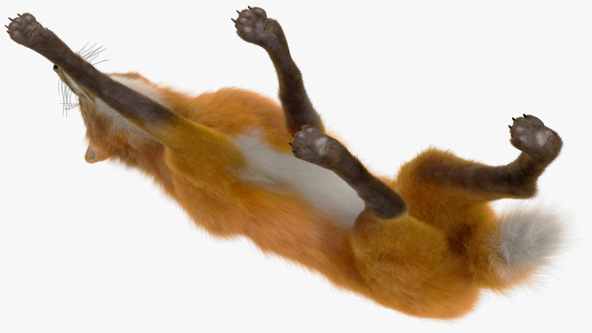 3D Maned Wolf Walking Pose Fur - TurboSquid 2202639