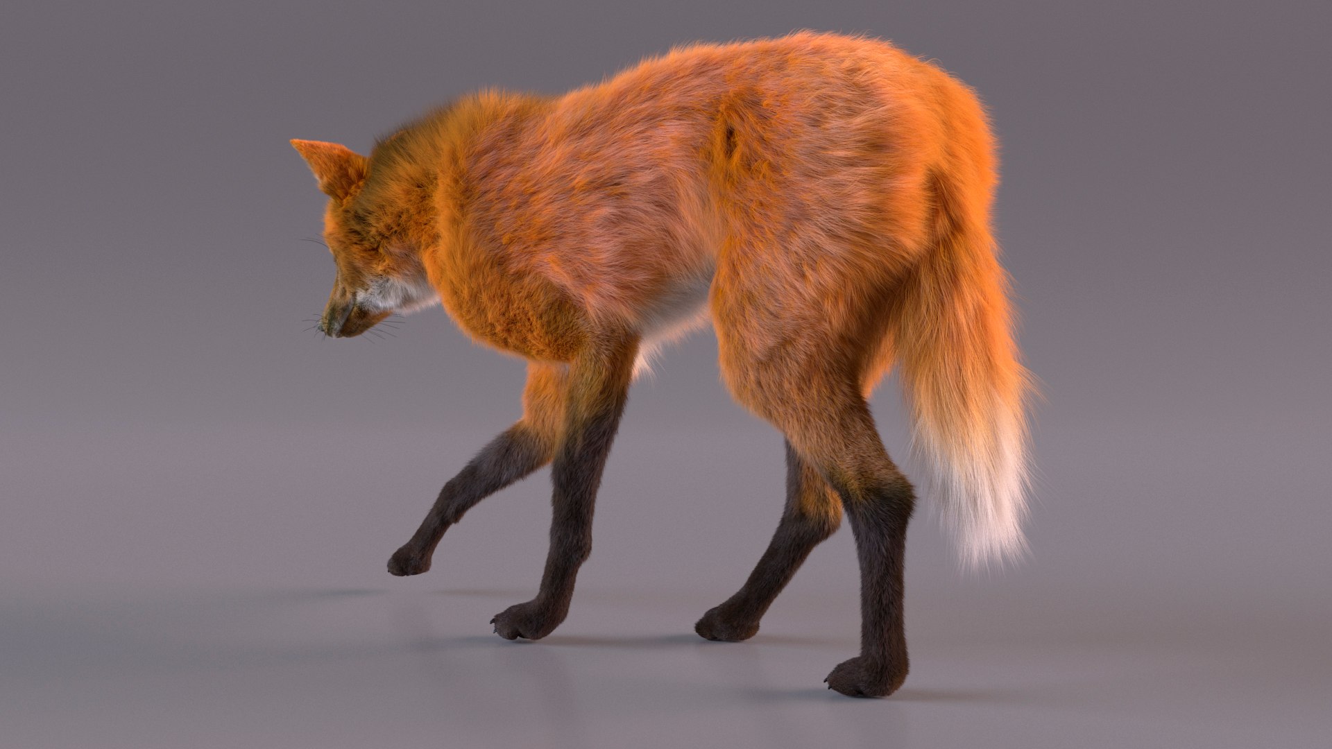 3D Maned Wolf Walking Pose Fur - TurboSquid 2202639