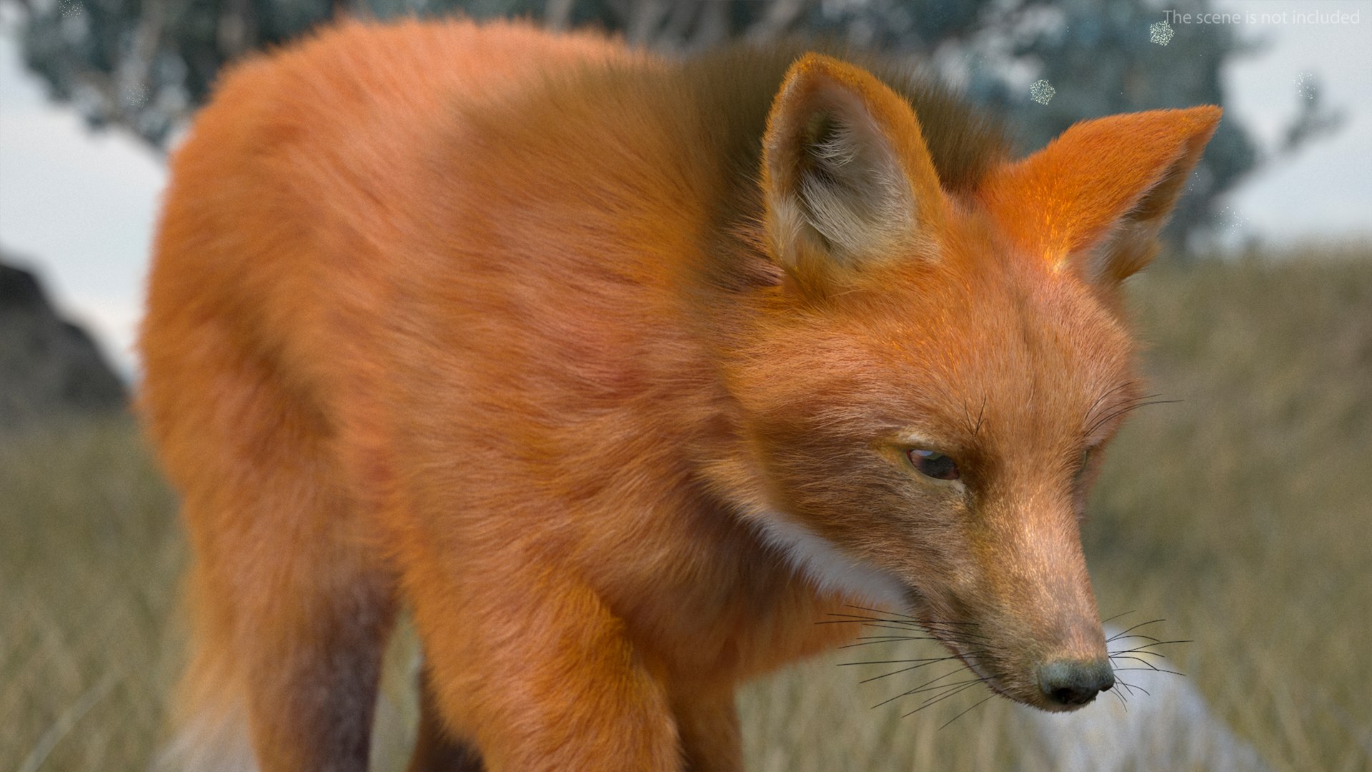 3D Maned Wolf Walking Pose Fur - TurboSquid 2202639