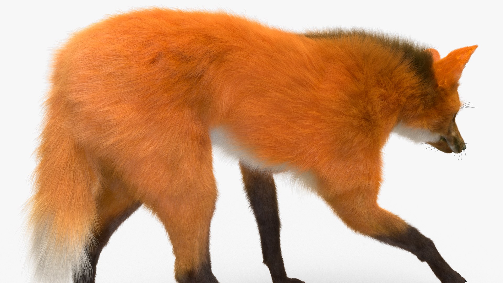 3D Maned Wolf Walking Pose Fur - TurboSquid 2202639