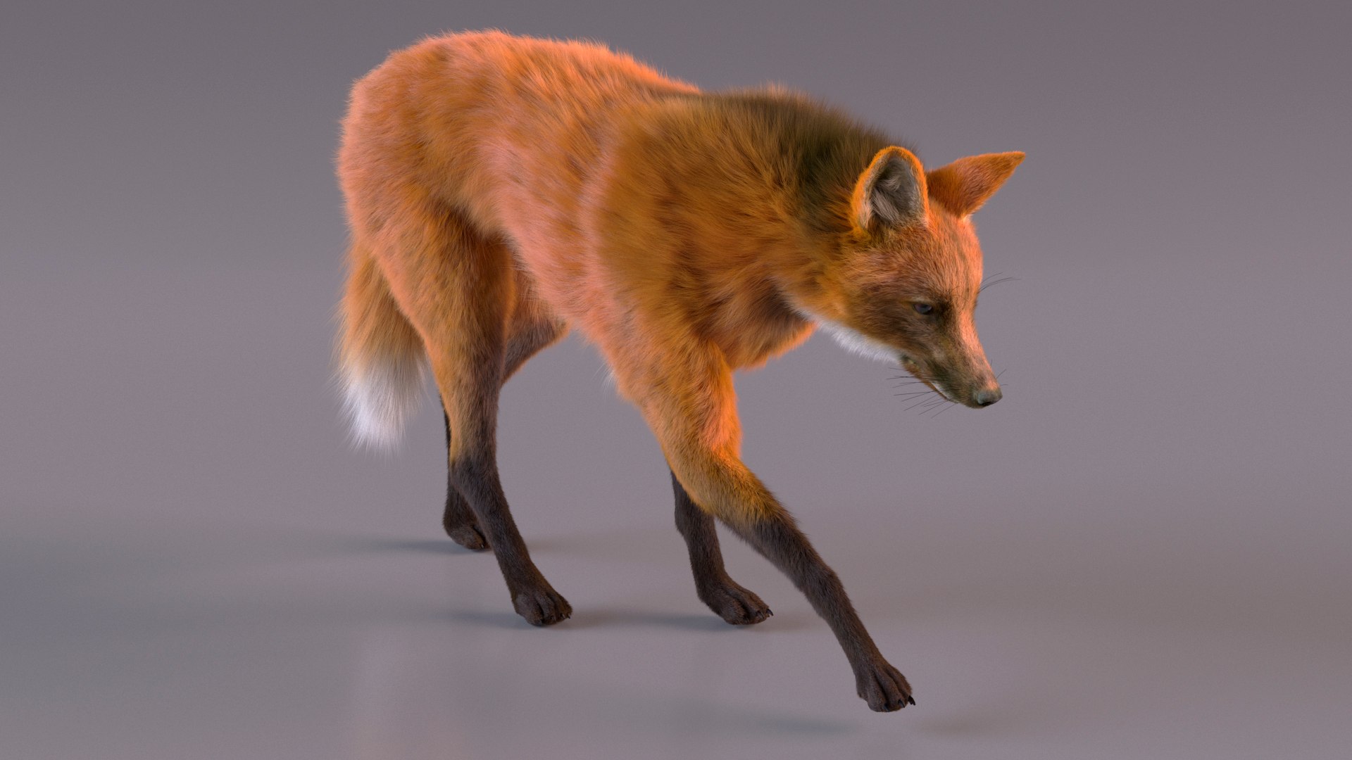 3D Maned Wolf Walking Pose Fur - TurboSquid 2202639