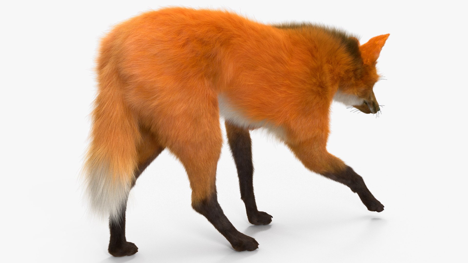 3D Maned Wolf Walking Pose Fur - TurboSquid 2202639