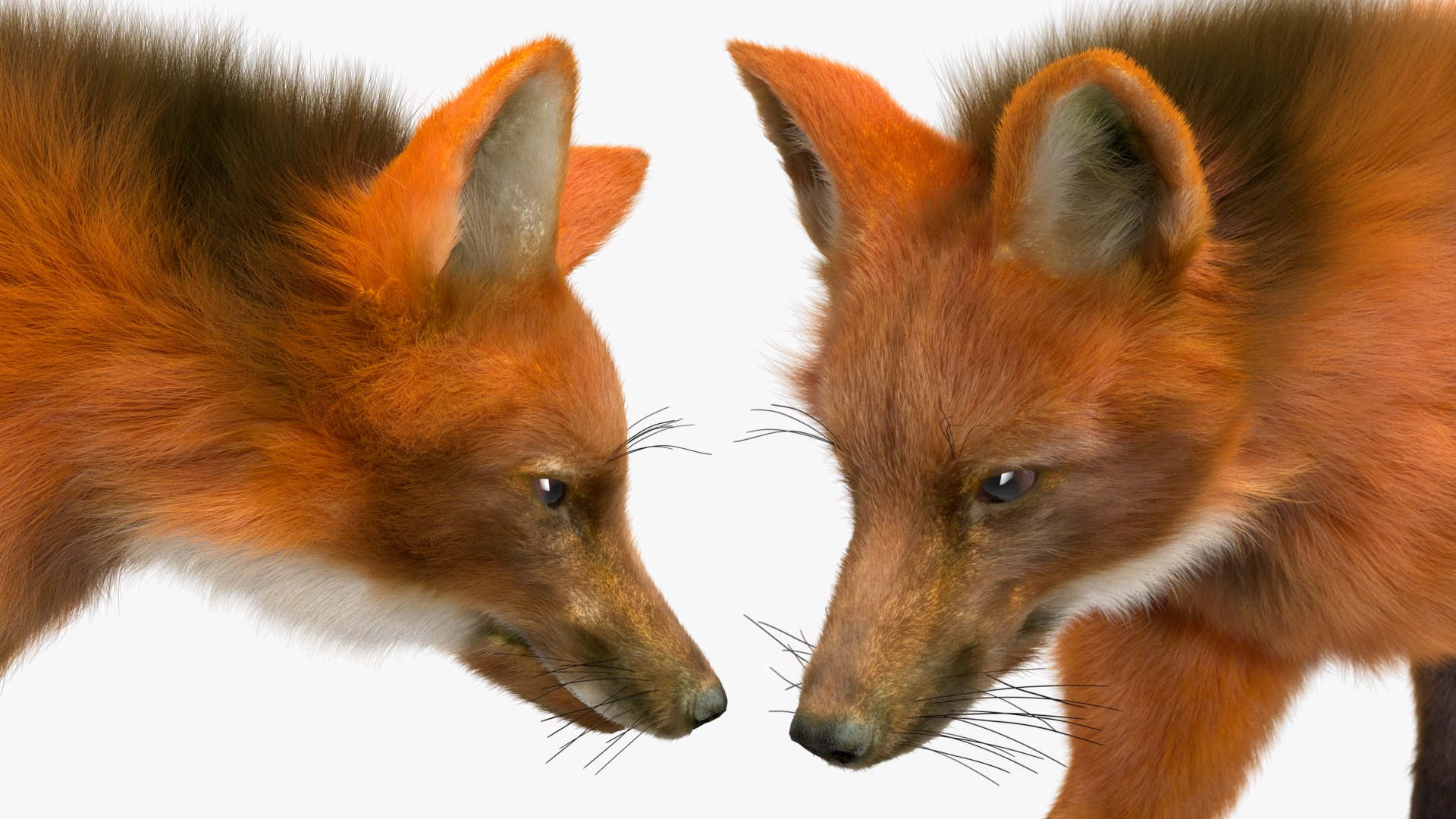 3D Maned Wolf Walking Pose Fur - TurboSquid 2202639