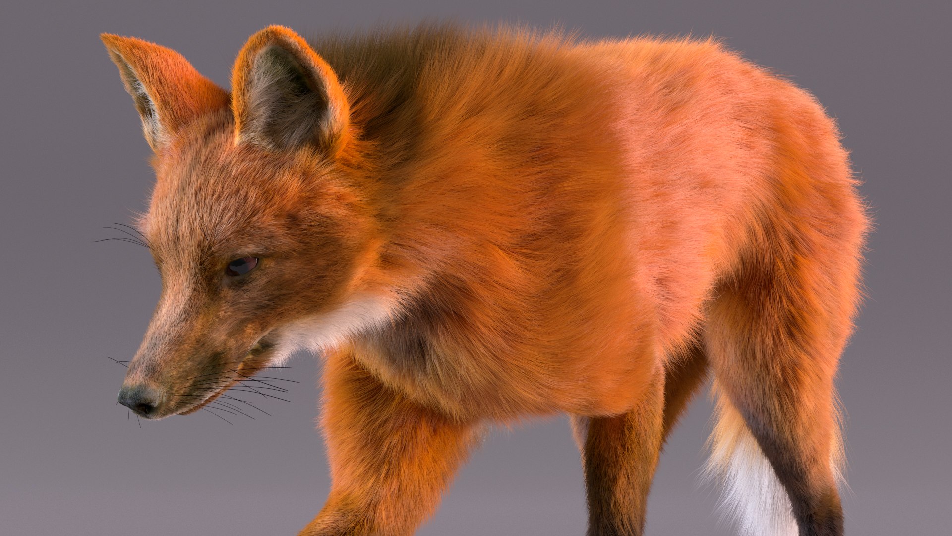 3D Maned Wolf Walking Pose Fur - TurboSquid 2202639
