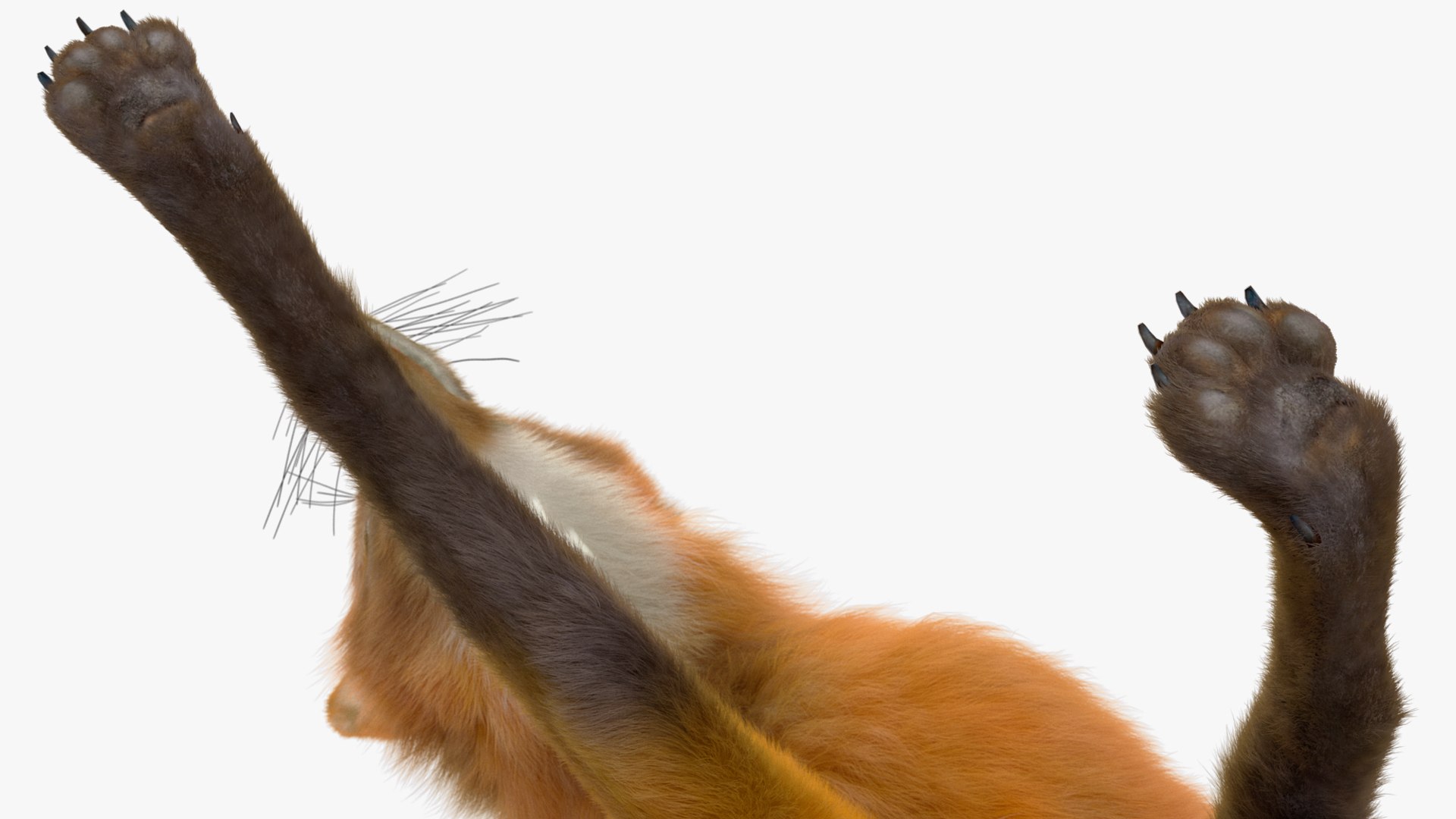 3D Maned Wolf Walking Pose Fur - TurboSquid 2202639