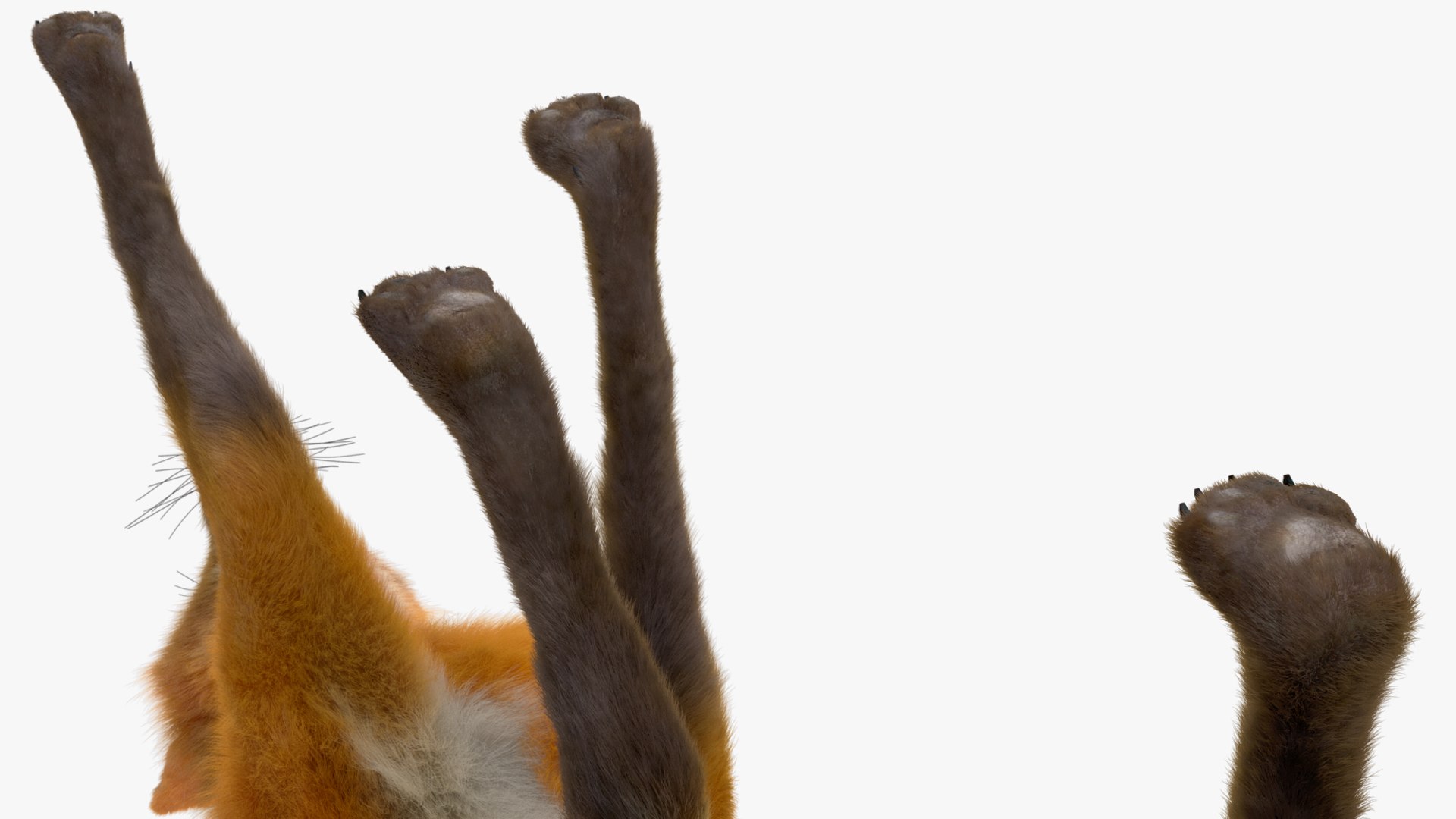 3D Maned Wolf Walking Pose Fur - TurboSquid 2202639