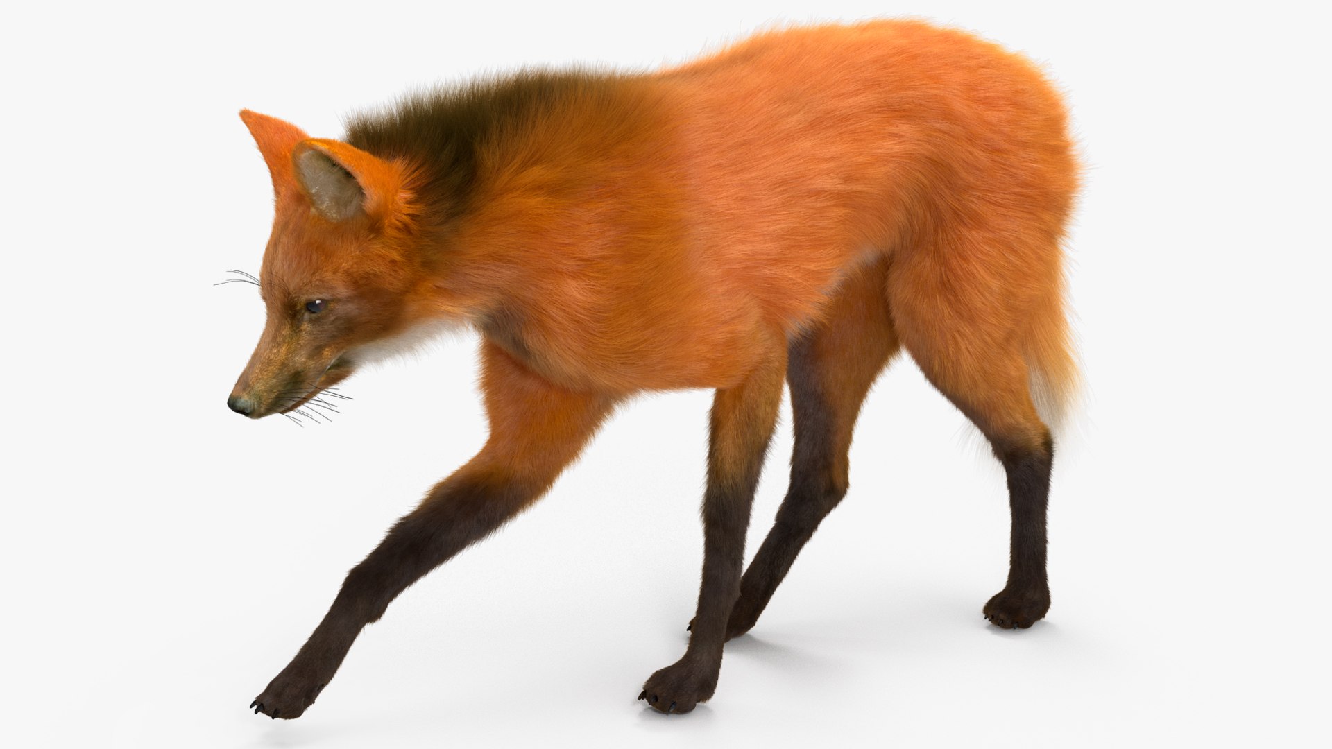 3D Maned Wolf Walking Pose Fur - TurboSquid 2202639