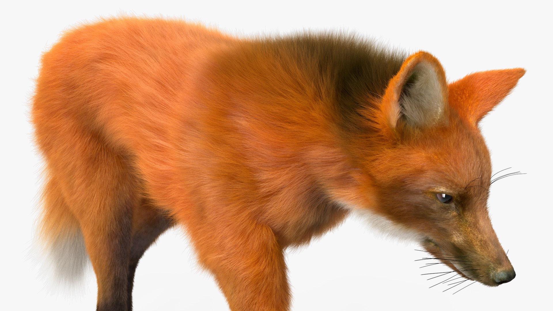 3D Maned Wolf Walking Pose Fur - TurboSquid 2202639