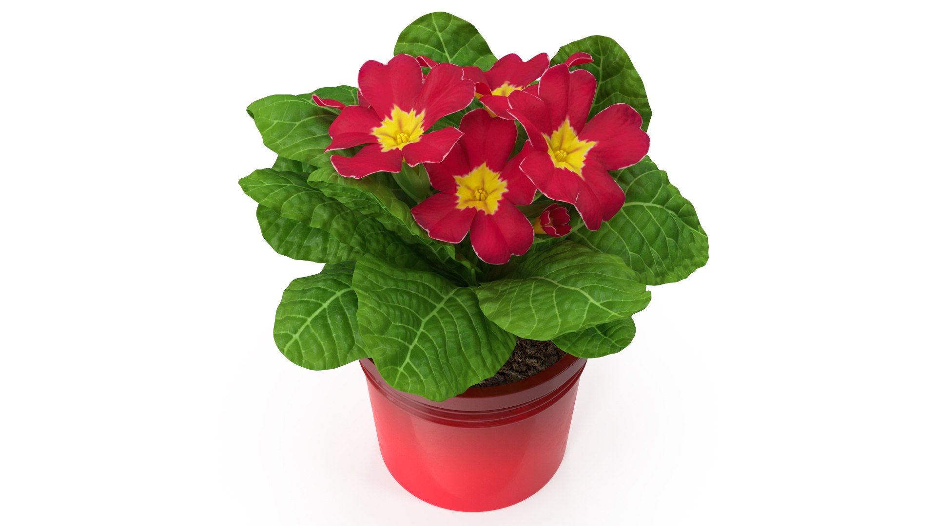 3D Red Potted Primrose - TurboSquid 2071345