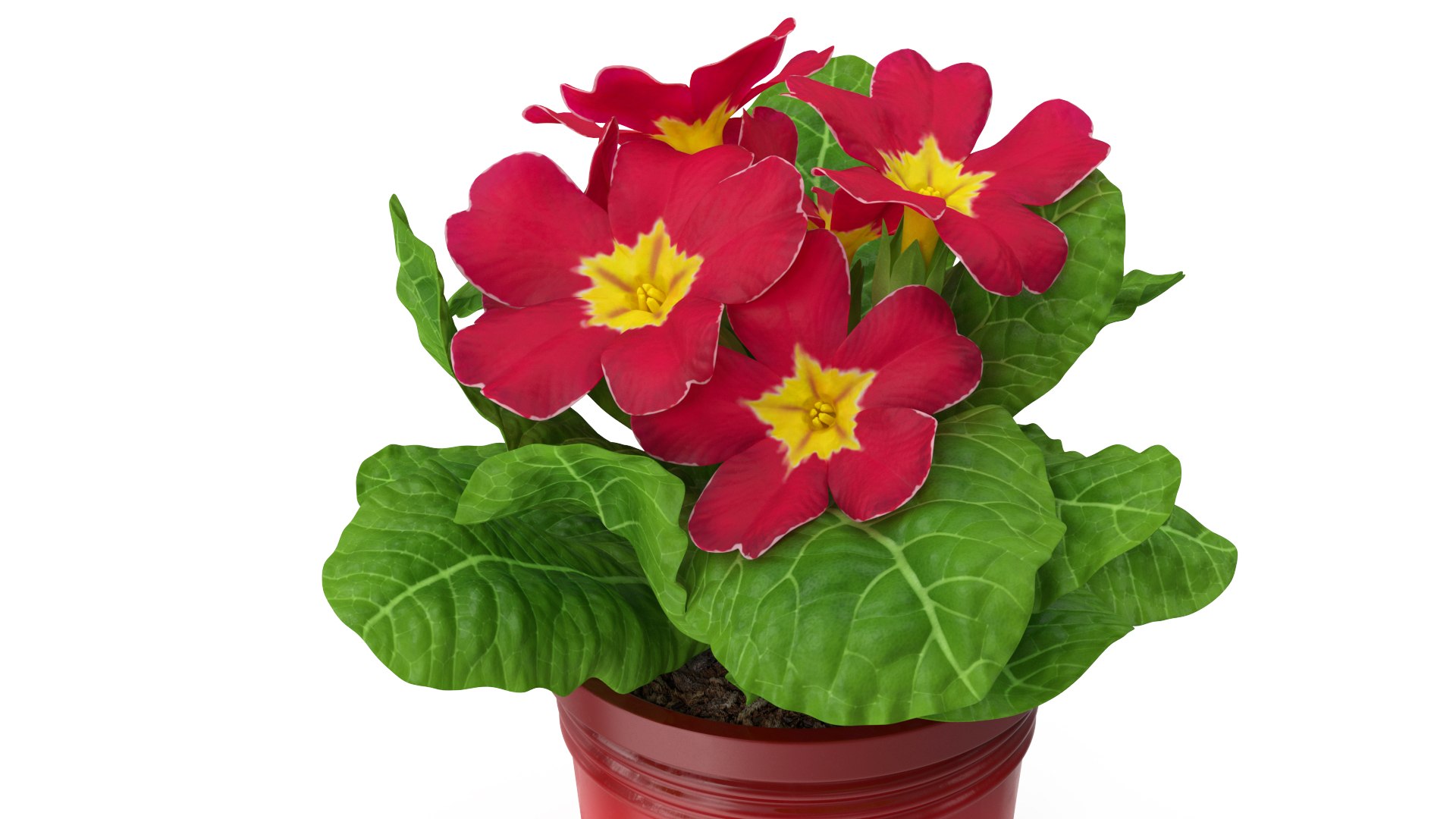 3D Red Potted Primrose - TurboSquid 2071345