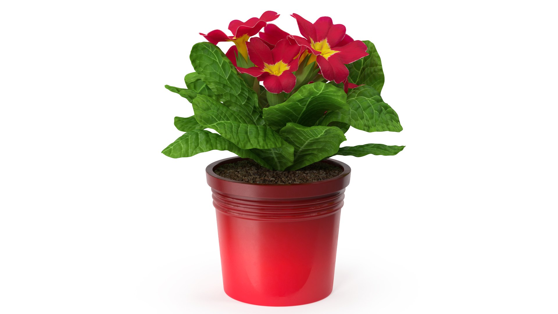 3D Red Potted Primrose - TurboSquid 2071345