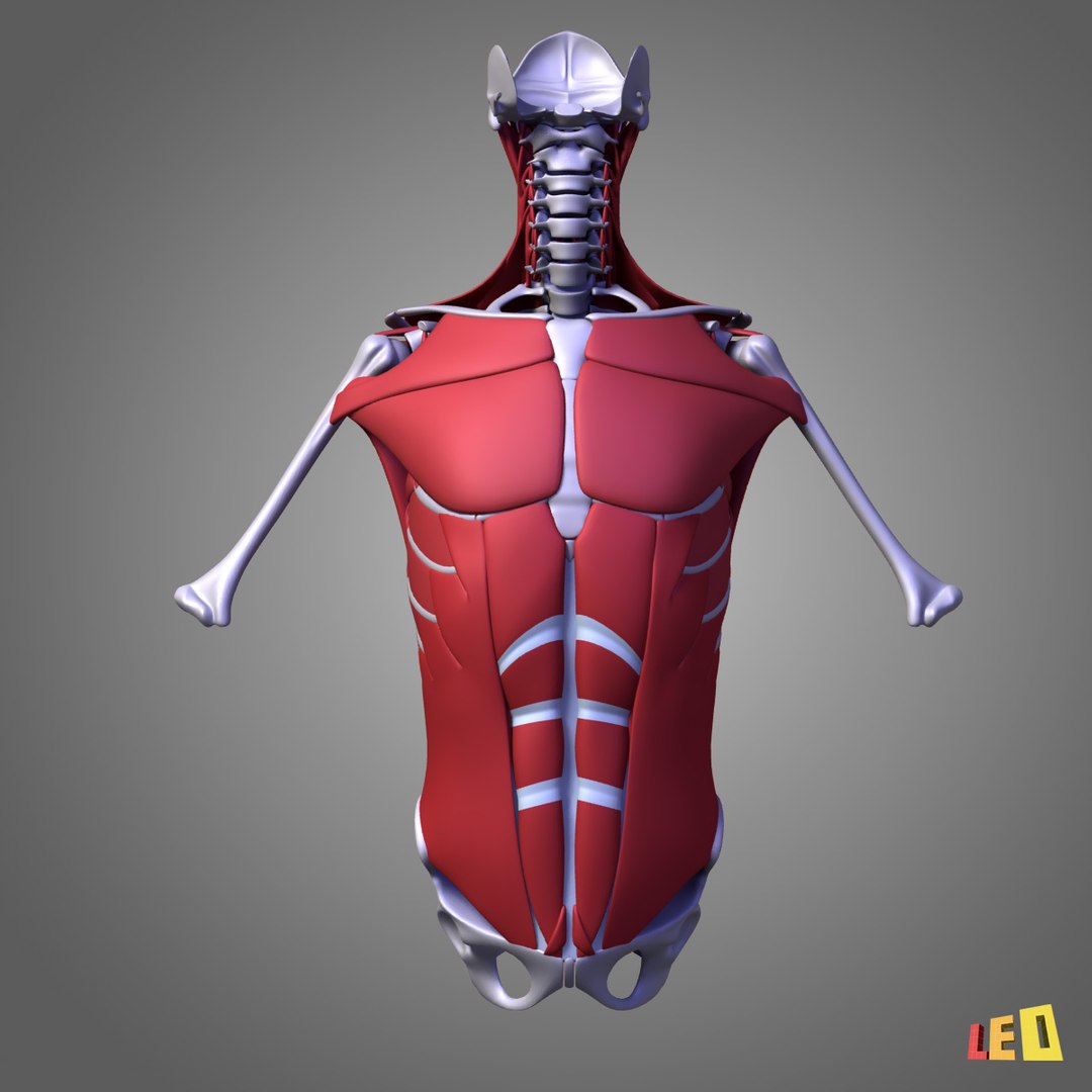 Human Torso Muscles Max