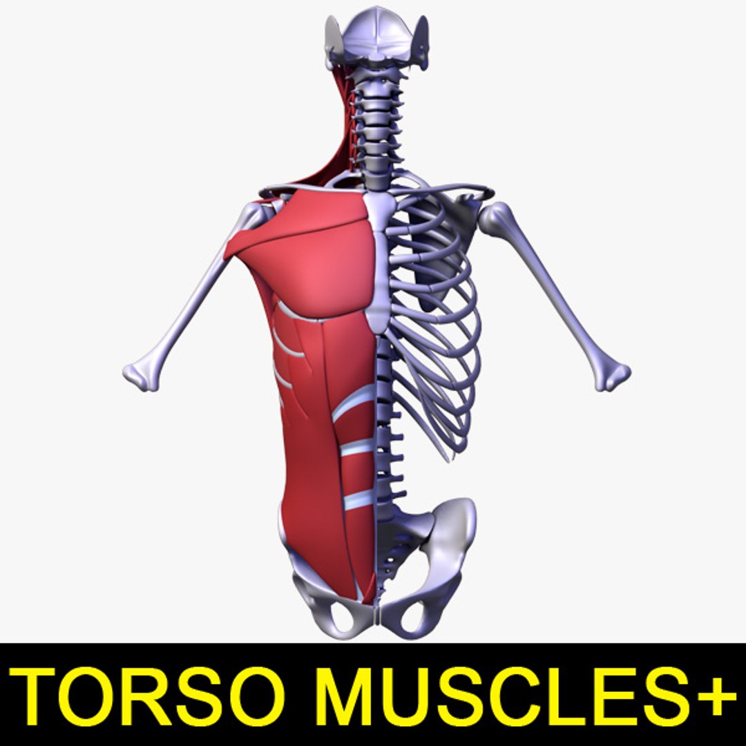 Human Torso Muscles Max