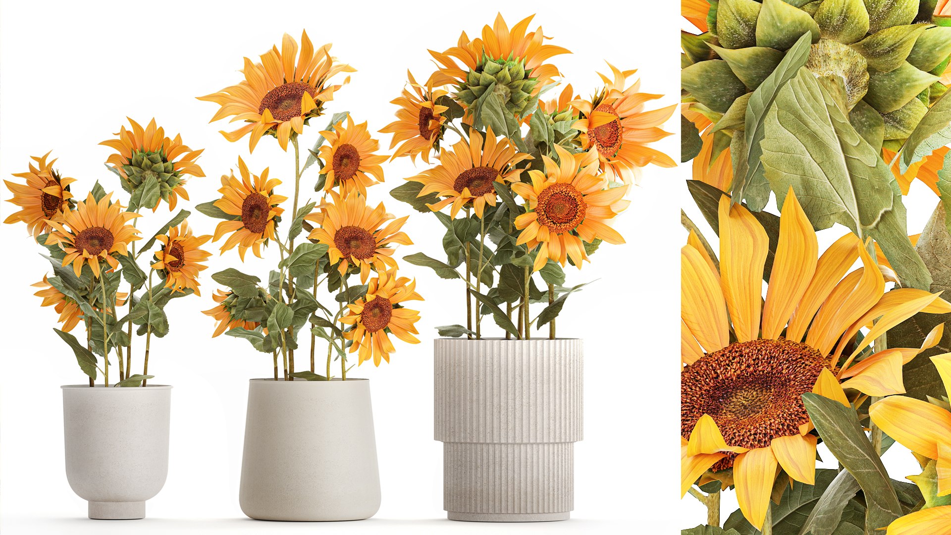3D Beautiful Plant Bushes Sunflowers In A Pot 1305 model - TurboSquid ...