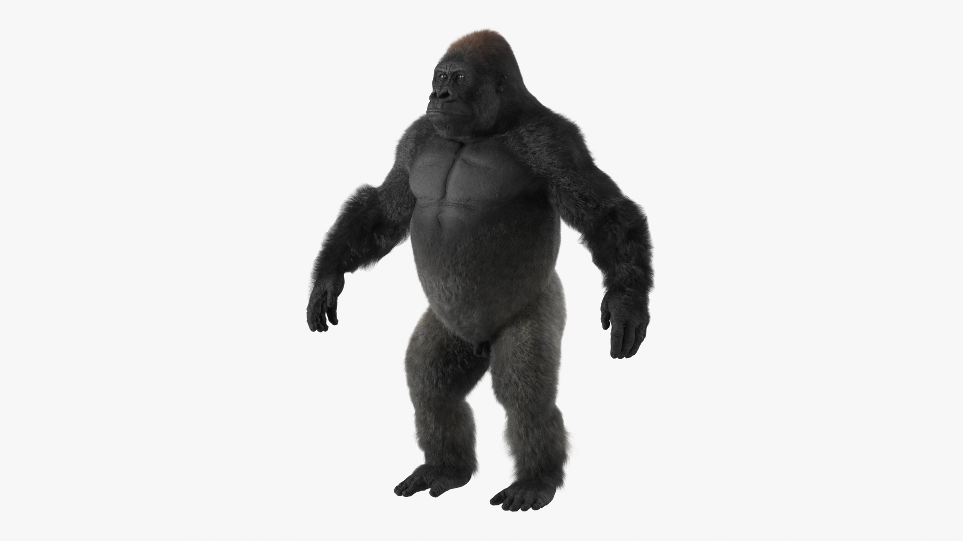 Western Gorilla Base Pose Fur 3D - TurboSquid 2193340