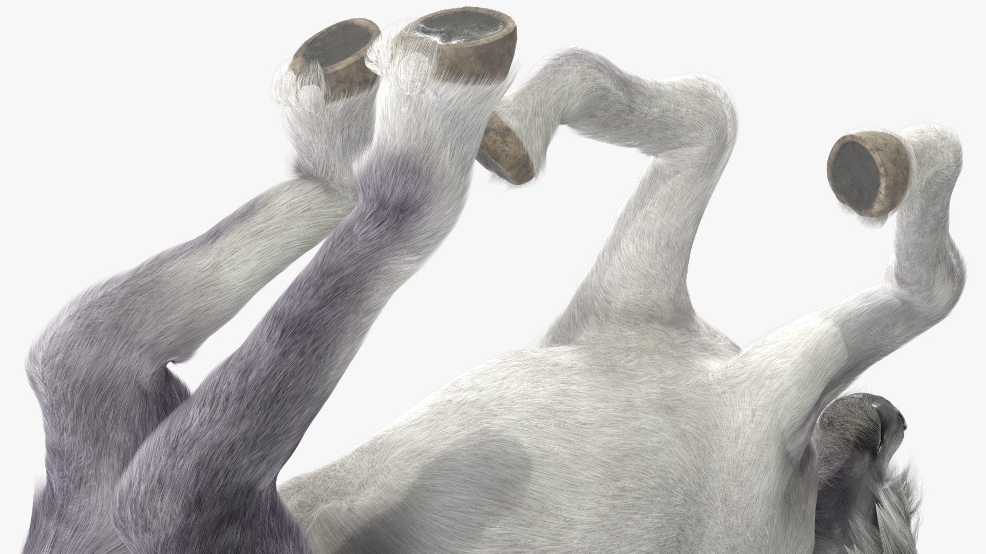 3D Galloping White Pony With Long Mane Fur Model - TurboSquid 2236680