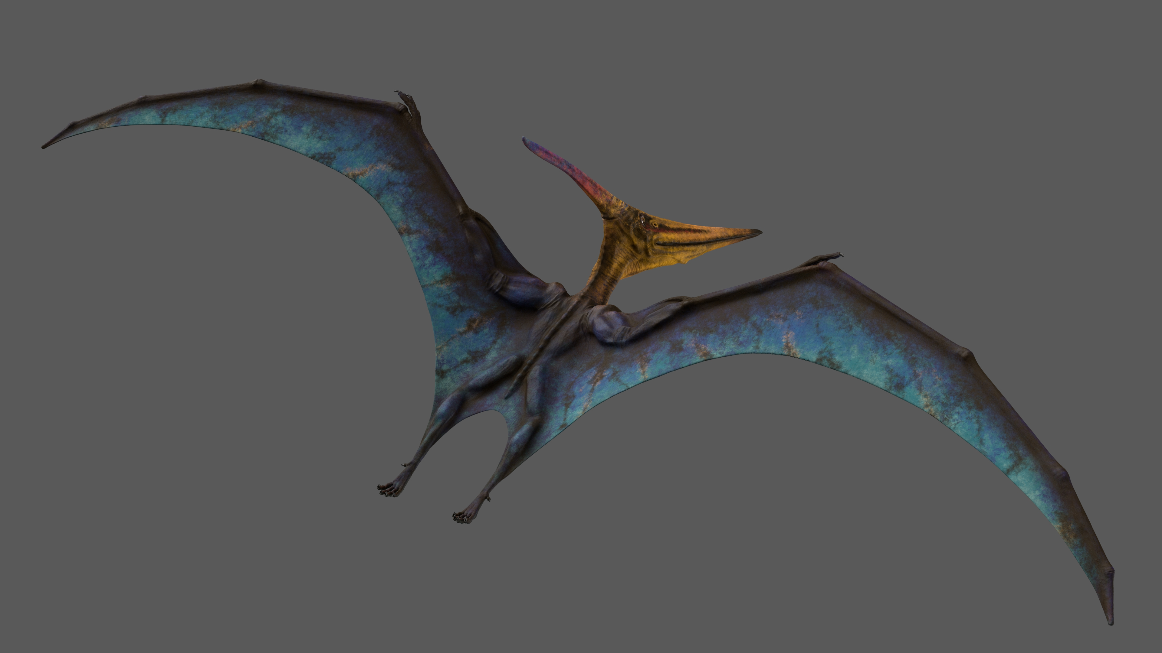 Pteranodon Longiceps Cyan Animated 3D 모델 - TurboSquid 1522611