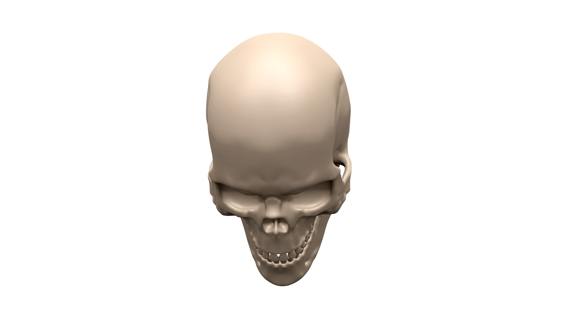 Human Skull 3D - TurboSquid 1867619