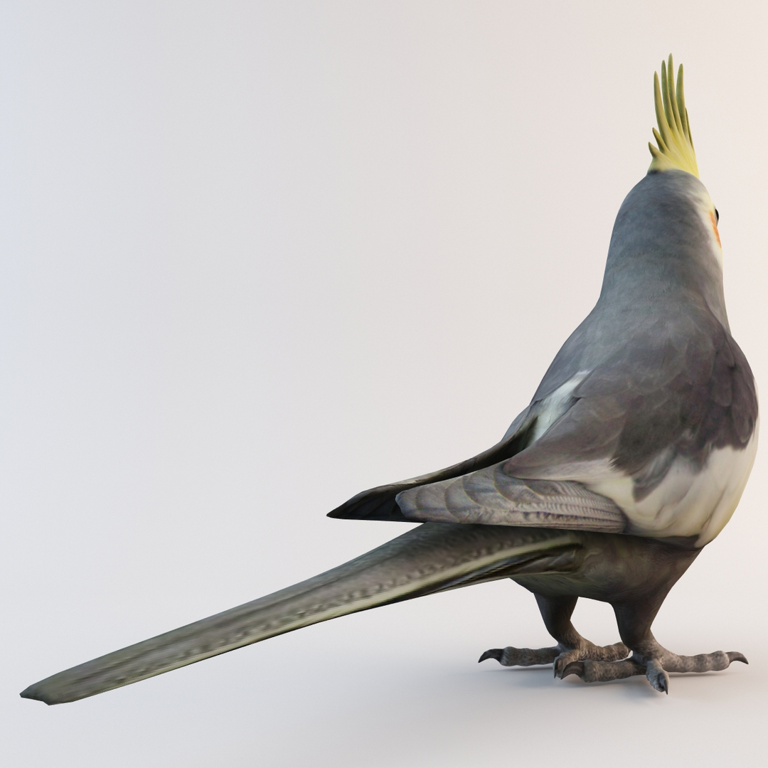 cockatiel bird parrot 3d obj