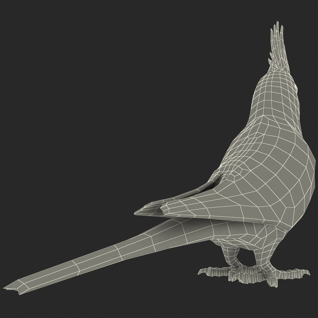 Cockatiel Bird Parrot 3d Obj