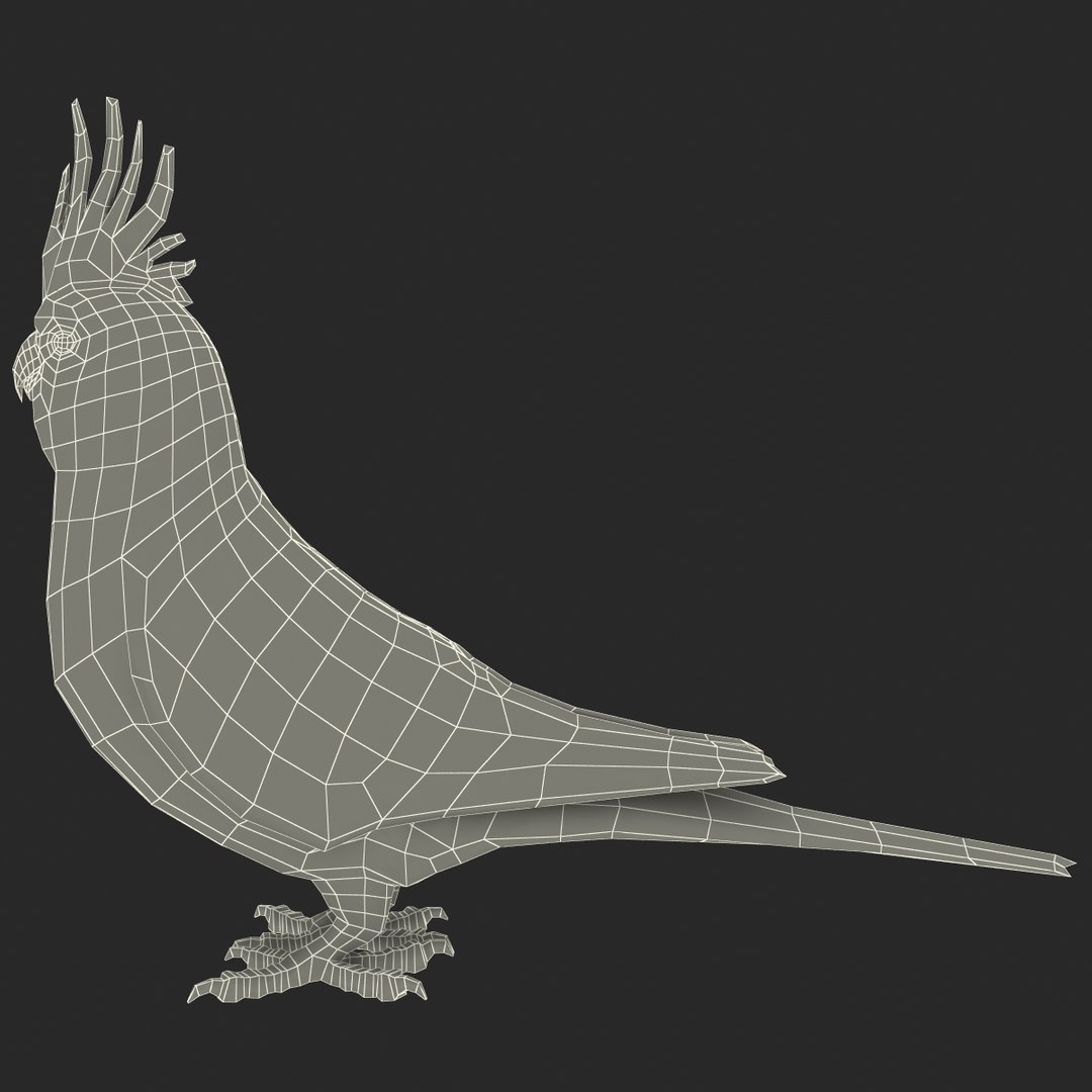 Cockatiel Bird Parrot 3d Obj
