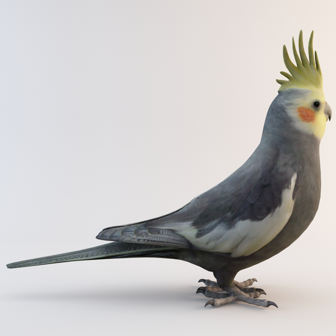 cockatiel bird parrot 3d obj
