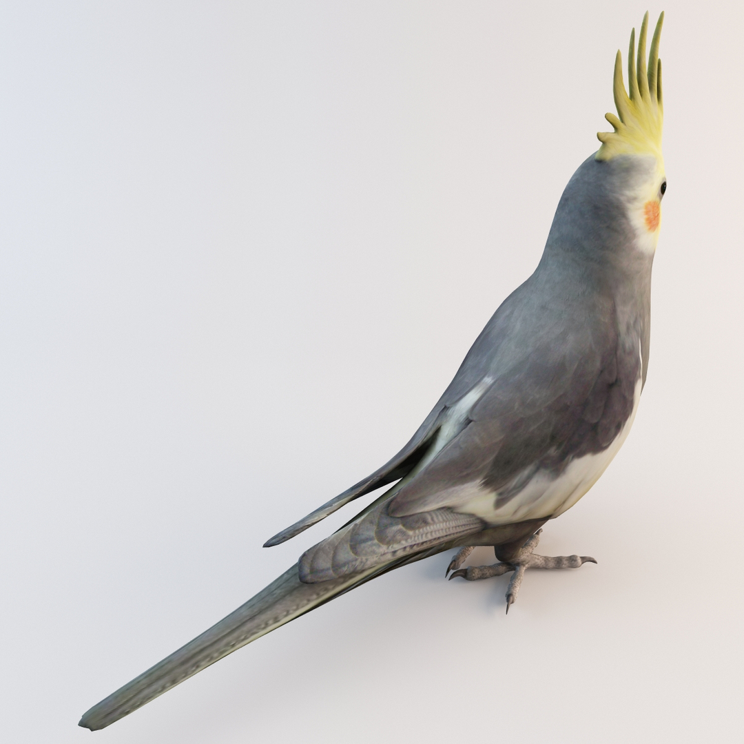 cockatiel bird parrot 3d obj