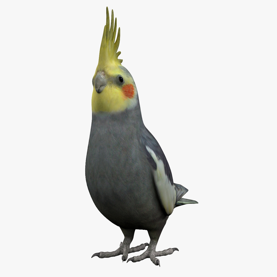 Cockatiel Bird Parrot 3d Obj