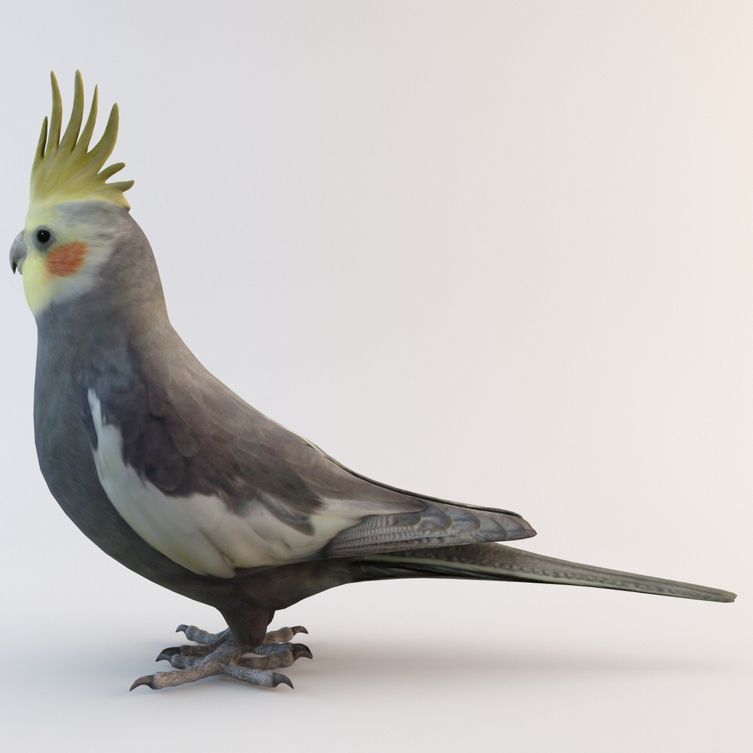 cockatiel bird parrot 3d obj